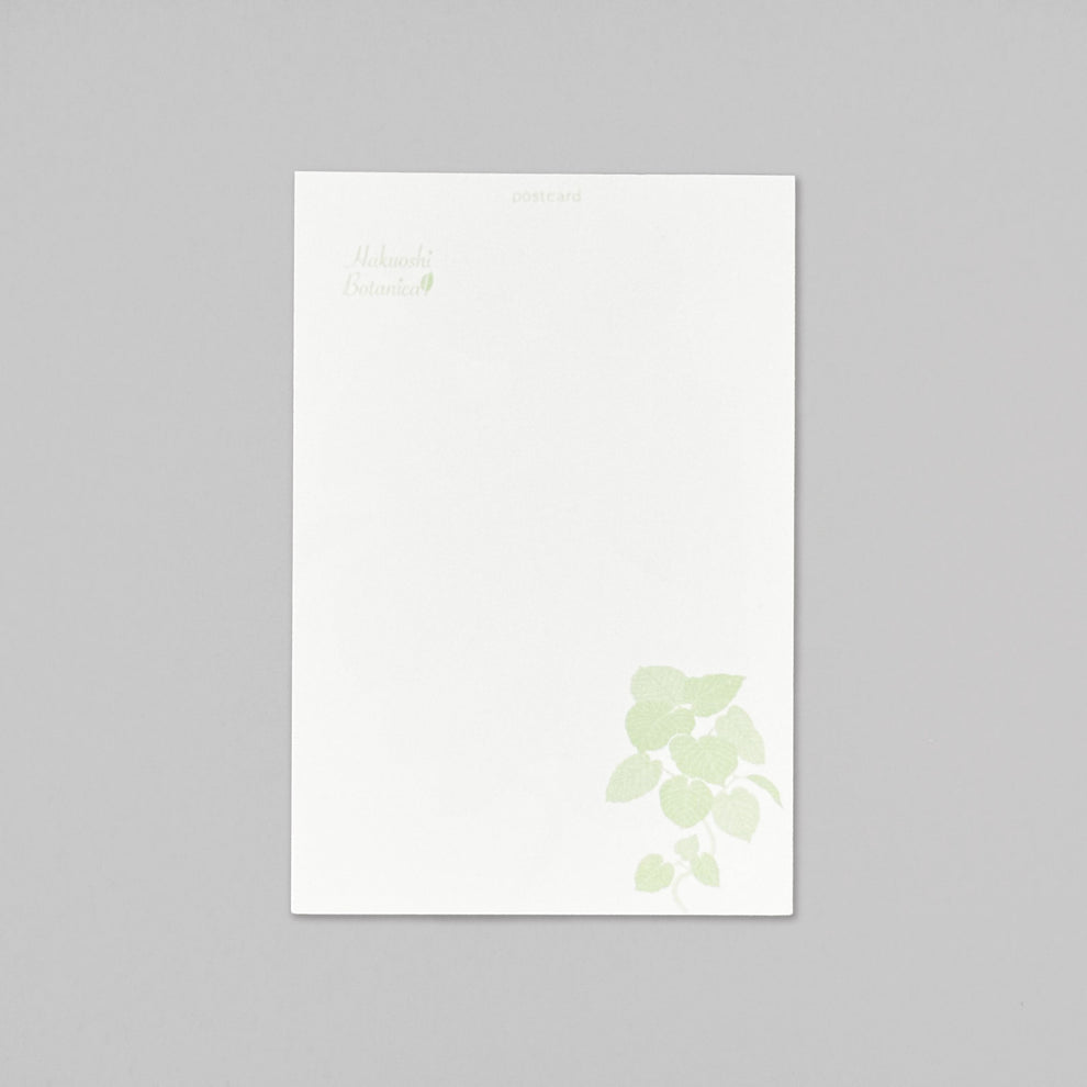 Hakuoshi Botanical ポストカード 「ウンベラータ」 – ROKKAKU
